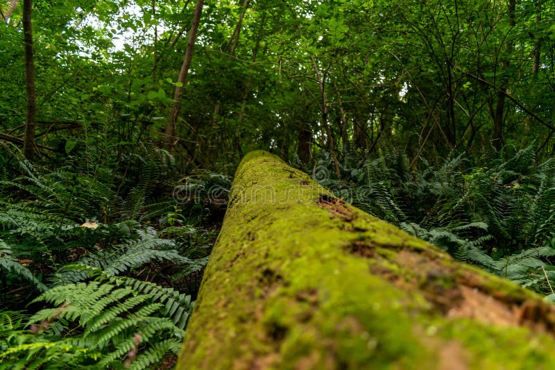 Moss-Covered Fallen Tree in the Lush Forest Under a Canopy of Greenery ...