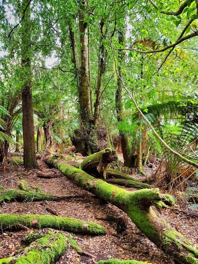 Moss-covered Fallen Tree Trunks in a Temperate Rainforest in Tasmania ...