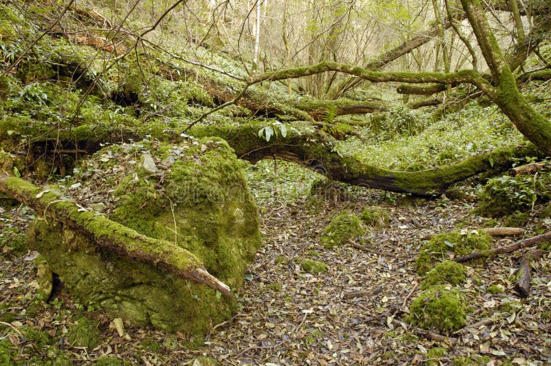 Moss Covered Fallen Trees stock image. Image of leaves - 188012185
