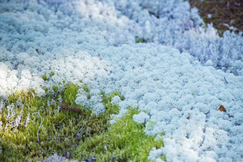 Moss-covered field stock image. Image of rock, travel - 34101175