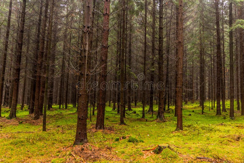 Moss Covered Forest in the Czech Republ Stock Photo - Image of summer ...