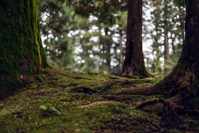Moss-covered Forest Floor with Exposed Tree Roots and Blurred Tall ...