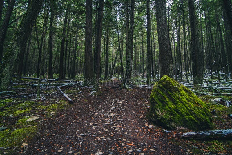 Moss covered forest floor stock photo. Image of national - 84735272