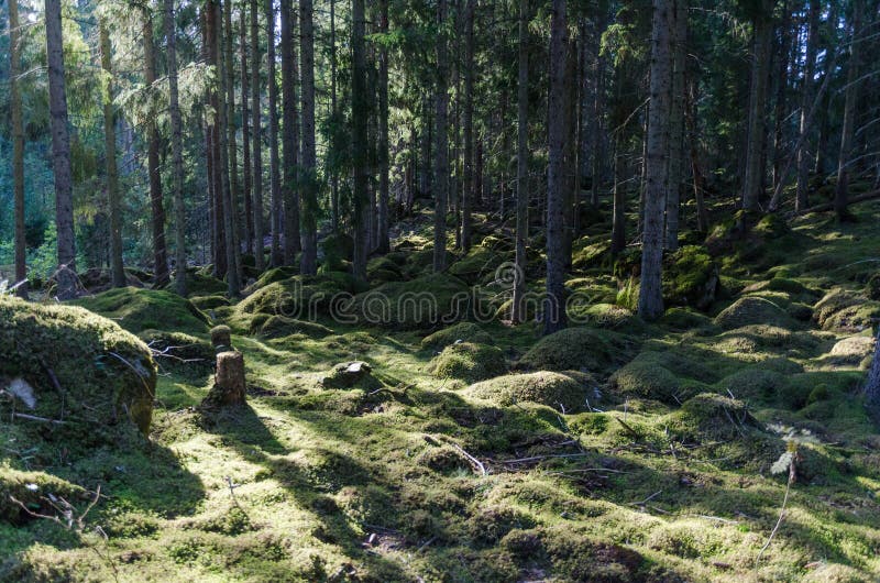 Moss covered forest floor stock photo. Image of moss - 126969564