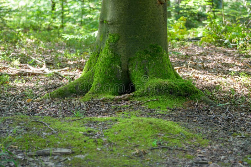 Moss-Covered Forest Floor and Tree Trunk Stock Image - Image of summer ...