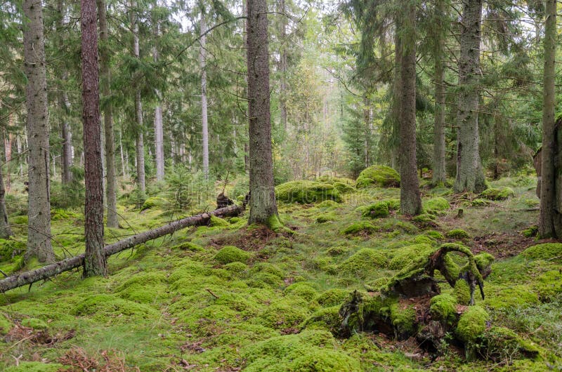 Moss Covered Forest Floor in an Untouched Forest Stock Photo - Image of ...