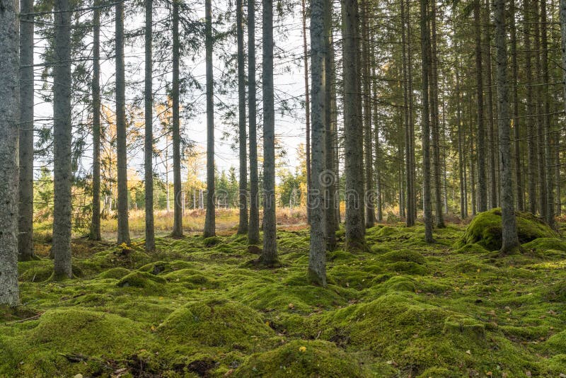Moss Covered Forest Ground in a Spruce Forest Stock Photo - Image of ...