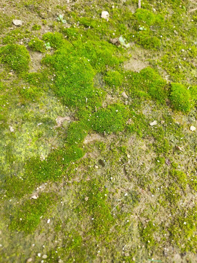 Moss covered the ground stock image. Image of soil, woodland - 205949591