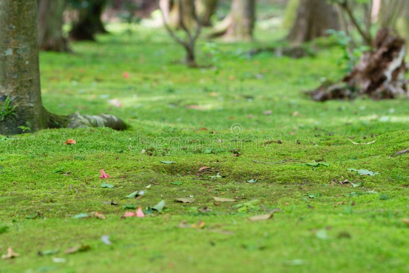 Moss Covered Ground stock image. Image of forest, fallen - 53207687