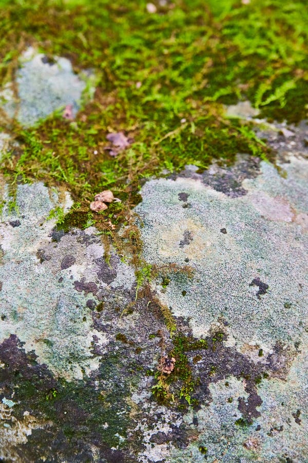 Moss Covered Ground with Small Rocks and Black Lichens Stock Photo ...
