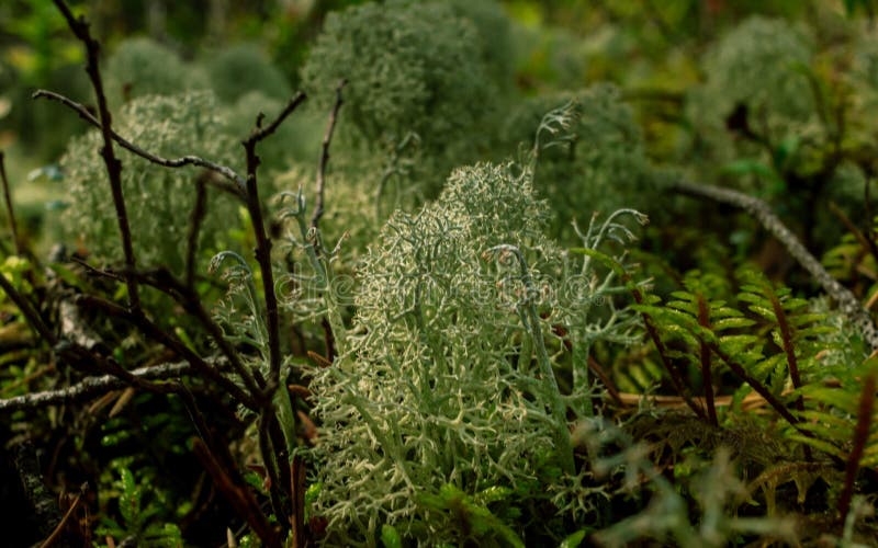 Moss Covered Ground in Soft Tree Forest Stock Image - Image of detailed ...