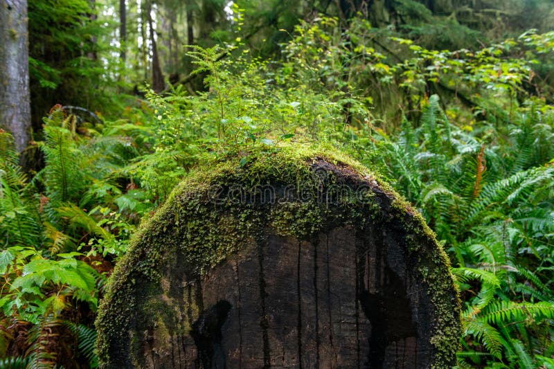 A Moss Covered Log in a Forest Stock Image - Image of path, growth ...