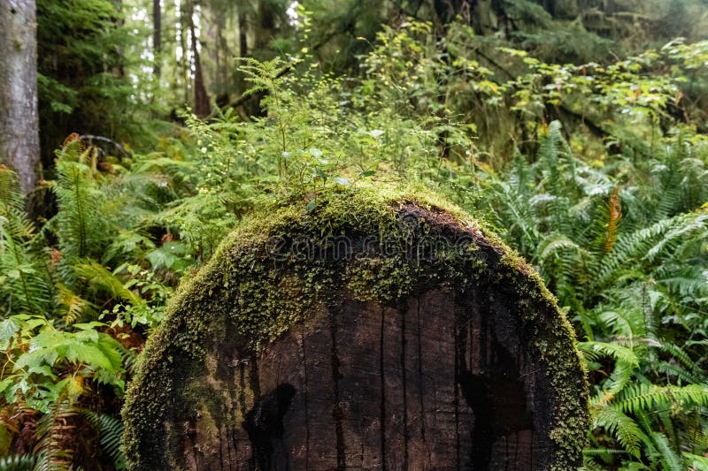 A Moss Covered Log in a Forest Editorial Image - Image of moss, wood ...