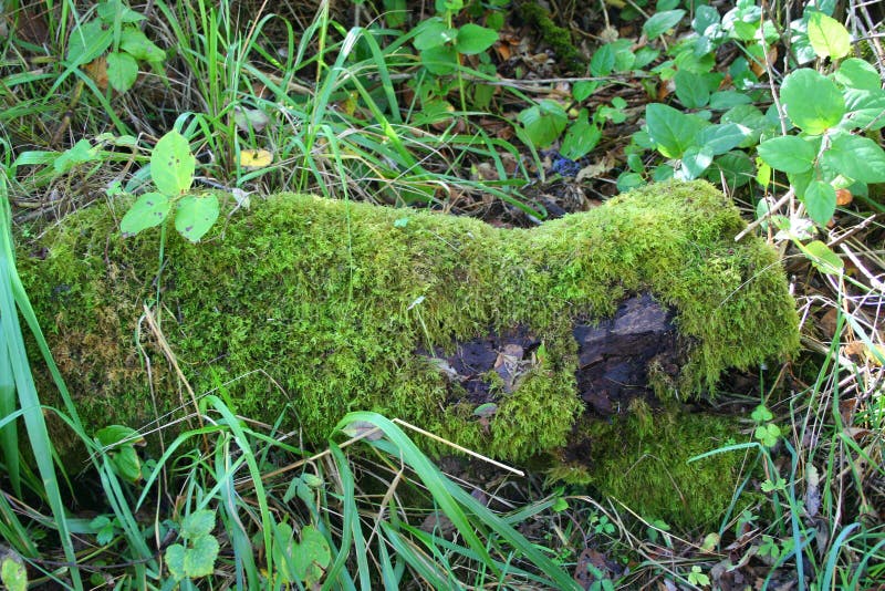 Moss Covered Log or 00898 stock photo. Image of state - 175473324