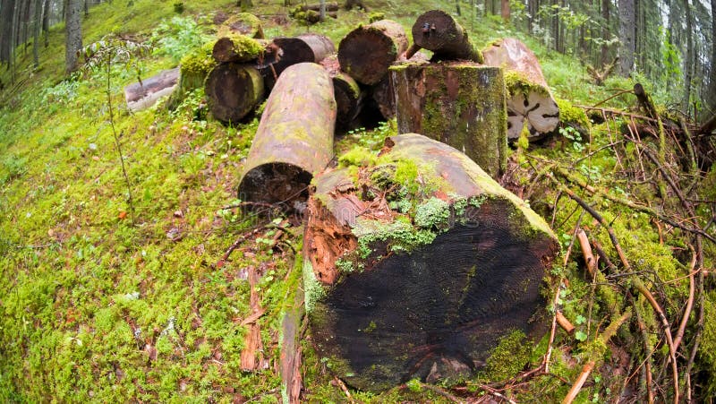 Old hemp stock image. Image of logging, light, plant - 144761207