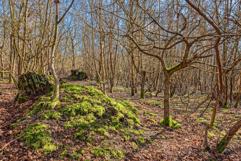 Moss Covered Mound stock image. Image of woodland, tree - 67418027