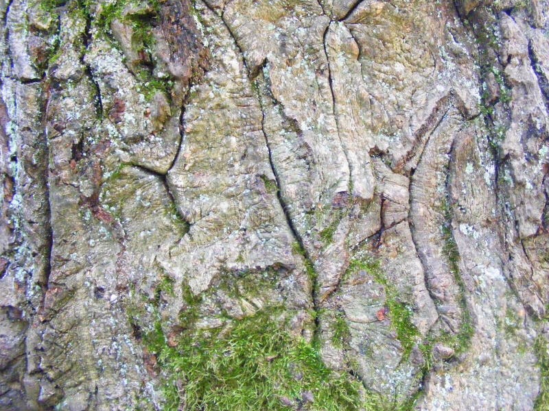 Moss Covered Oak Tree Bark Texture Closeup Stock Image - Image of ...