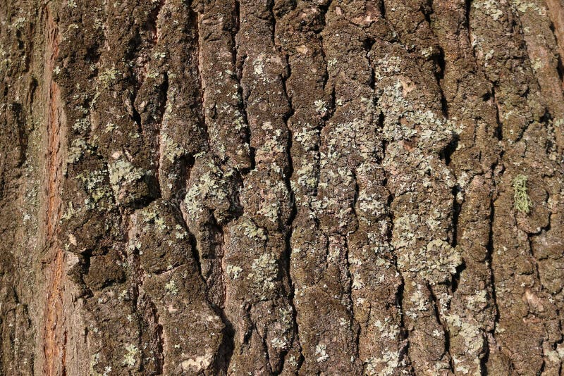 Moss Covered Oak Tree Bark Texture Closeup Stock Photo - Image of ...