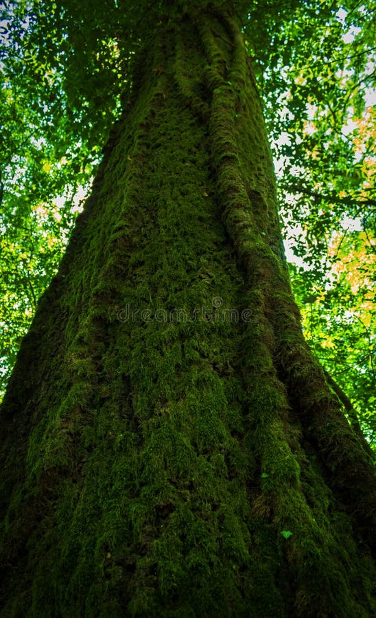 Moss covered old tree stock image. Image of wood, natural - 122007923