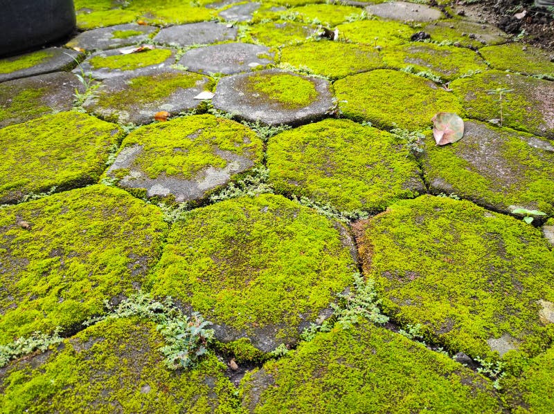 Moss-Covered Pavement Texture Stock Photo - Image of autumn, flower ...