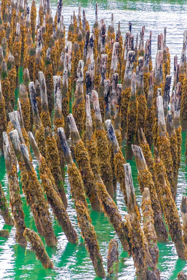 519 Covered Barnacles Stock Photos - Free & Royalty-Free Stock Photos ...