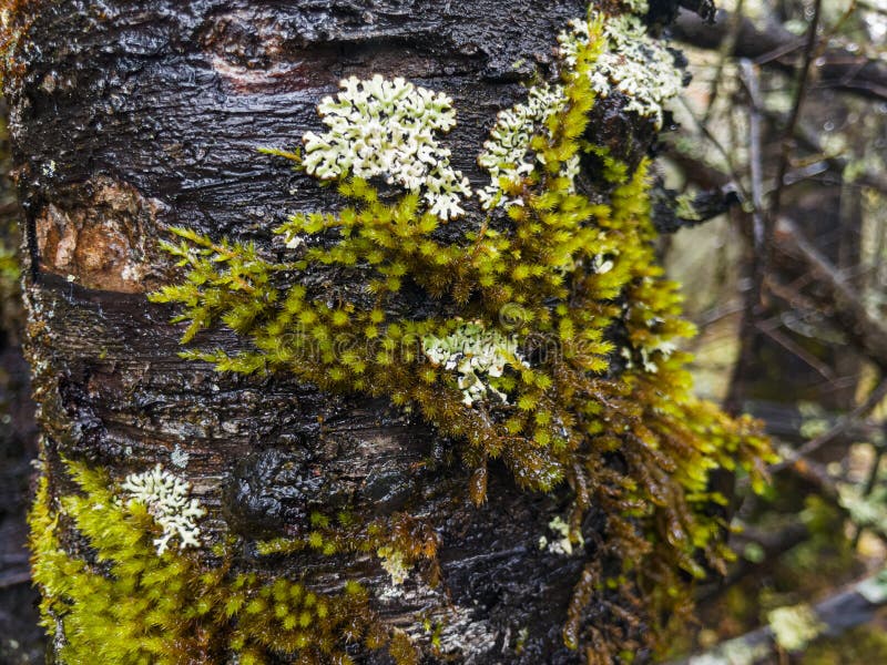 Moss covered pine branch stock image. Image of forest - 233703965
