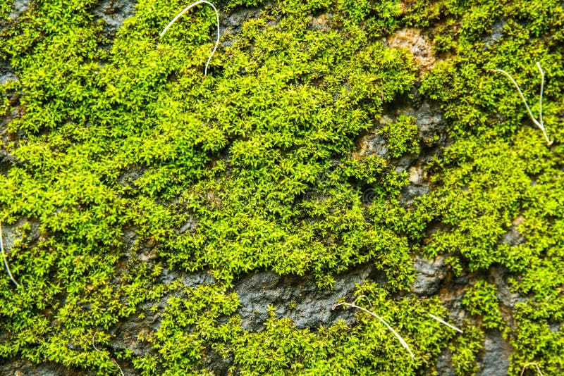 Moss Covered Rock Texture Stock Photos - Download 3,432 Royalty Free Photos