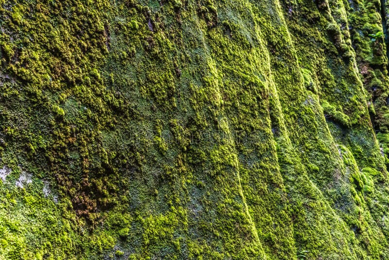Moss Covered Rock on a Close Up Shot Stock Photo - Image of environment ...
