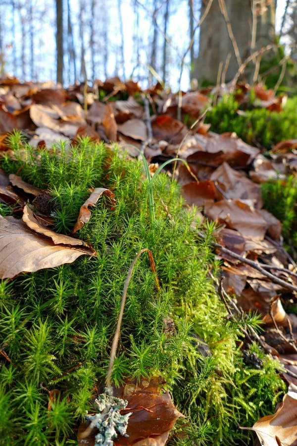 Moss-covered Rock in the Middle of a Forest with Leaves Stock Photo ...