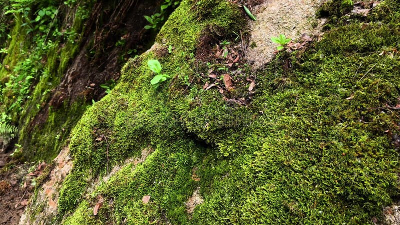 A Moss Covered Rock in the Middle of a Forest Stock Footage - Video of ...