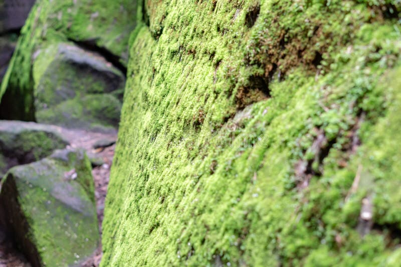 Moss Covered Rock stock image. Image of roots, nature - 137265795