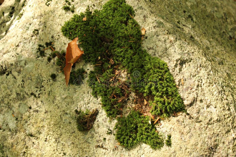 Moss Covered Rock with Single Leaf Stock Photo - Image of single, moss ...