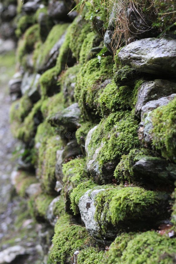 Moss Covered Wall stock photo. Image of detail, pattern - 80740502