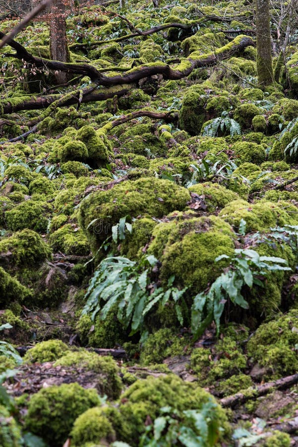 Moss Covered Rocks in Cold Rainforest Stock Image - Image of rock ...