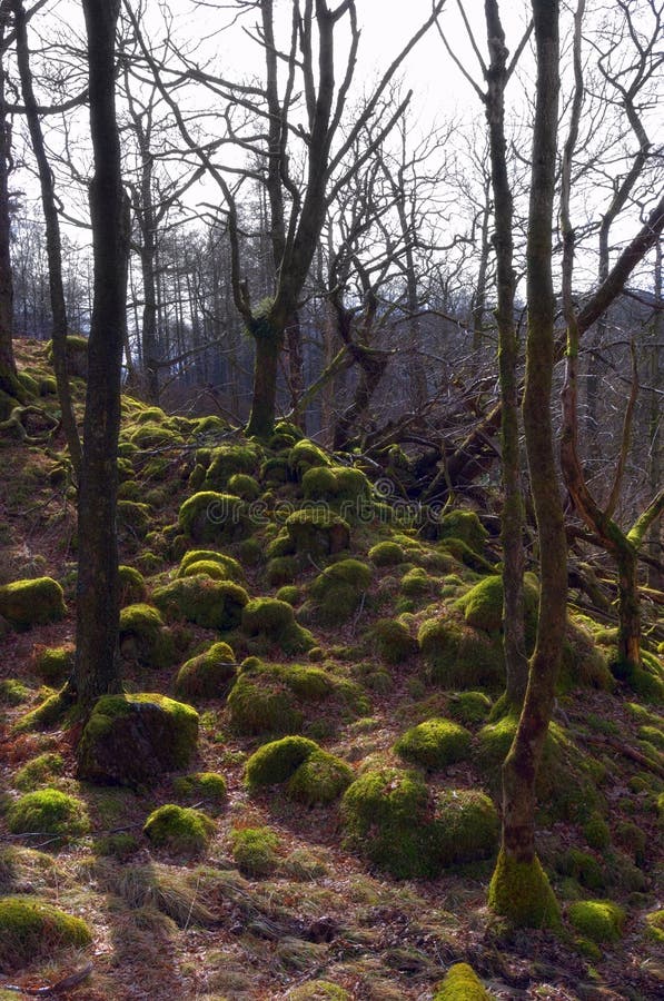 Moss Covered Rocks in Forest Stock Photo - Image of wintry, forestry ...