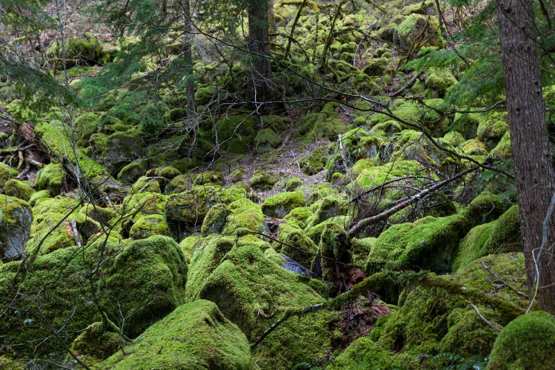 Large Moss Covered Rocks stock photo. Image of flat, foliage - 49846518