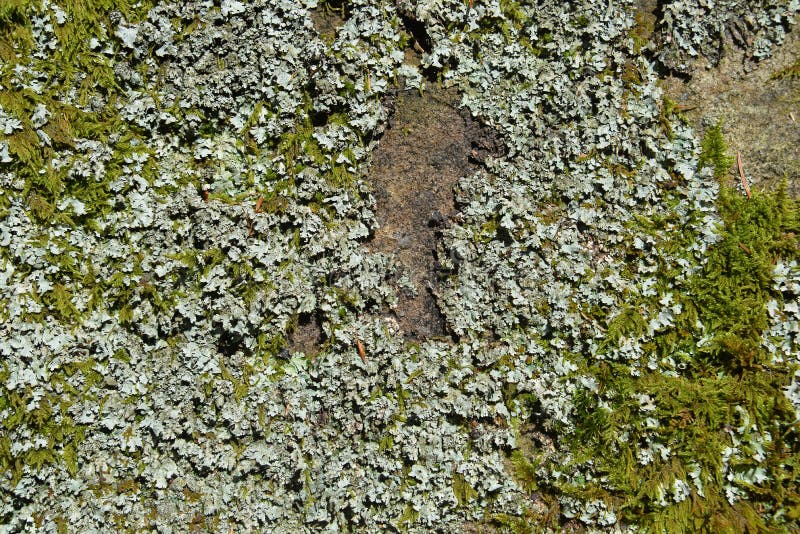 Moss covered rocks macro stock photo. Image of ground - 97733566