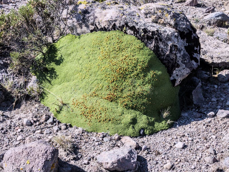Moss-covered rocks stock photo. Image of outdoors, botany - 51829874