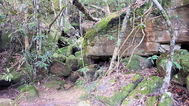 Moss Covered Rocks on the Piles Creek Loop Track Stock Image - Image of ...