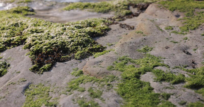Moss-covered Rocks beside Water Pool Closeup Stock Footage - Video of ...