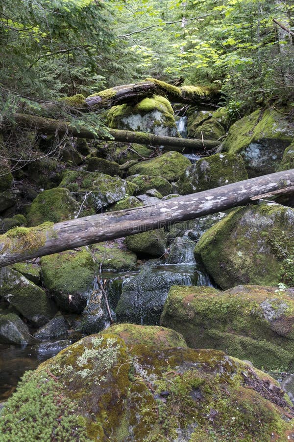 Moss Covered Spring in Adirondacks Stock Photo - Image of county ...