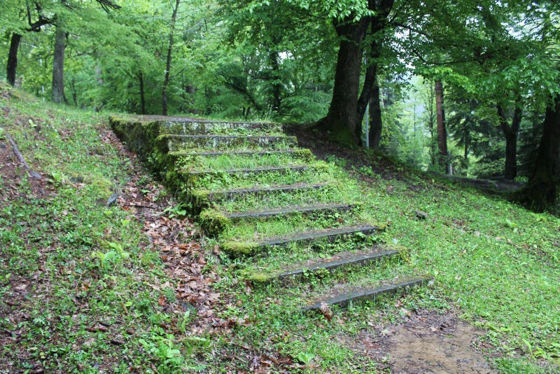 Moss covered staircase stock photo. Image of surrounded - 203785884
