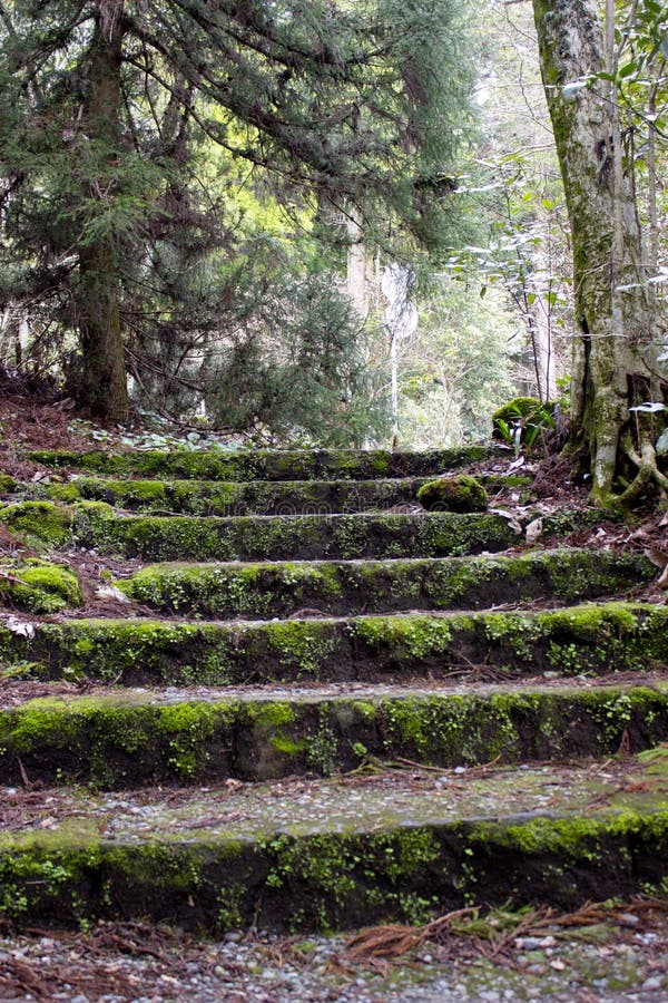 Moss Covered Steps in the Forest Stock Photo - Image of trees, plants ...