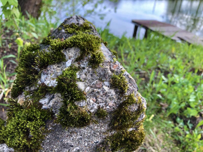 Moss-covered Stone. Background Textured in Nature. Selective Focus ...