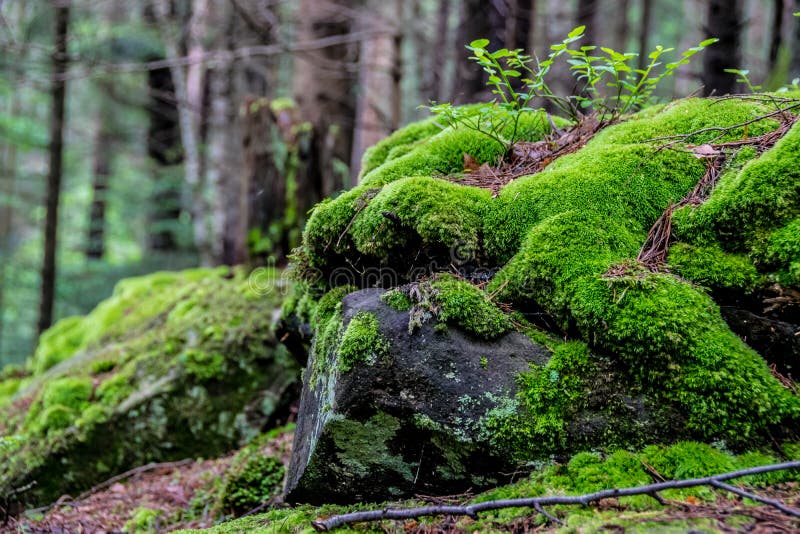 Moss-covered Stone in the Forest Stock Photo - Image of natural ...