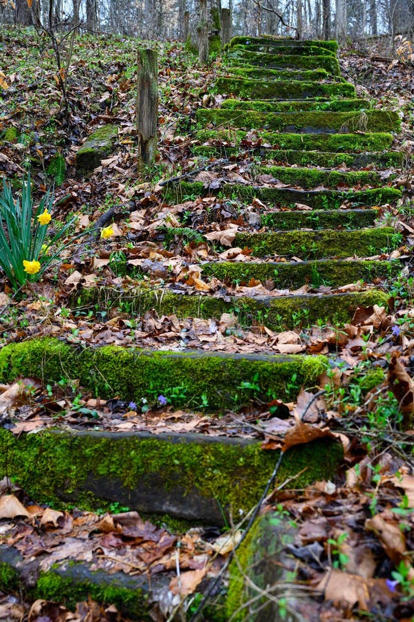 Moss-covered Stone Steps in a Serene Forest Setting Stock Photo - Image ...