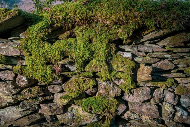 Moss Covered Stone Wall stock image. Image of healthy - 206311403