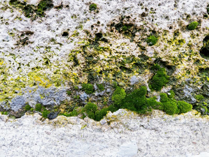 Moss Covered Stone Wall Texture As Background Natural Pattern Stock ...