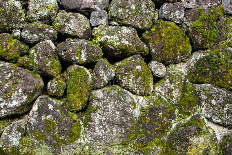Moss Covered Path stock photo. Image of walkway, park - 19169366