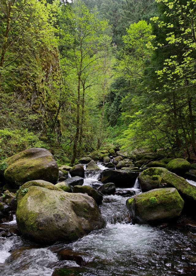 Moss Covered Stones Along a Stream in Spring Stock Photo - Image of ...